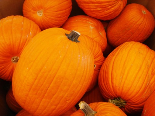Pumpkin Facts - I Love Halloween