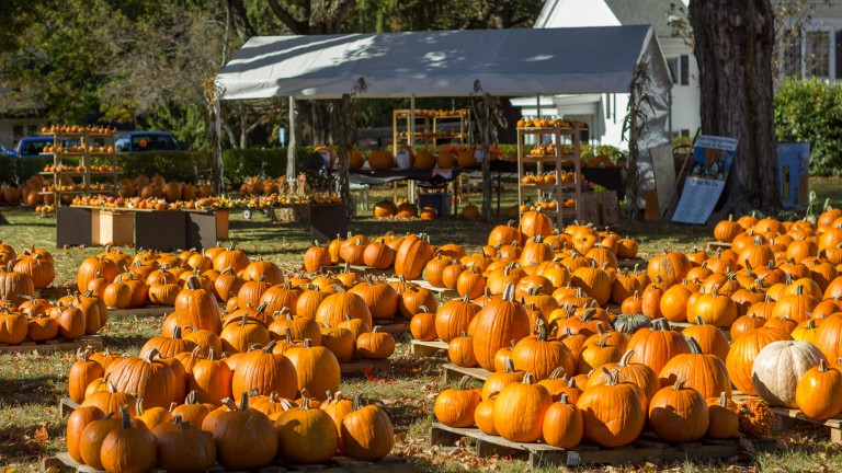 Guide to Pumpkin Picking in New Jersey - I Love Halloween