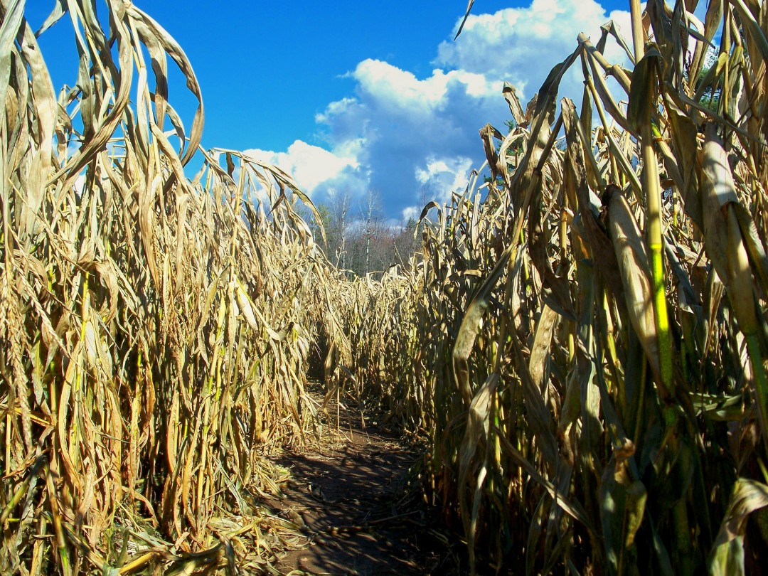 Guide to Corn Mazes in Oregon - I Love Halloween