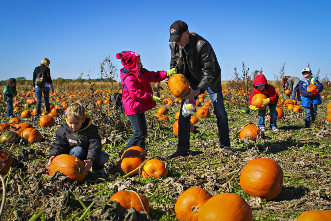 Pumpkins - I Love Halloween